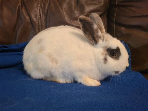 Broken Opal Netherland Dwarf Bunny Nashville Bunnies For Sale Near Me