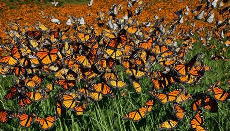 What Are The Migration Patterns Of Monarch Butterflies