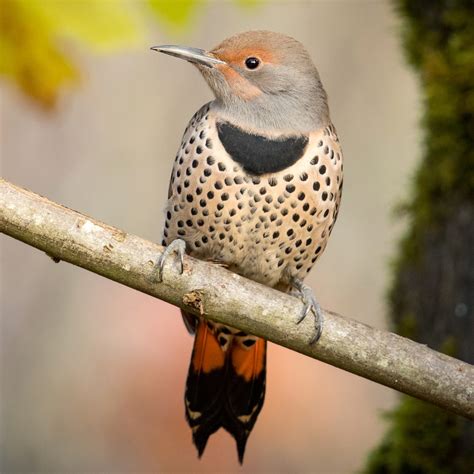 Flicker Woodpeckers Northern Flicker Photos Facts And