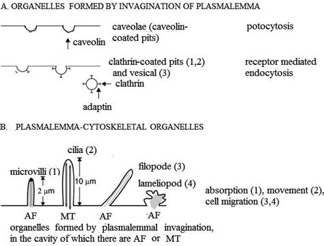 A Schematic Representations Of Plasmalemma Derived Vesicles A And