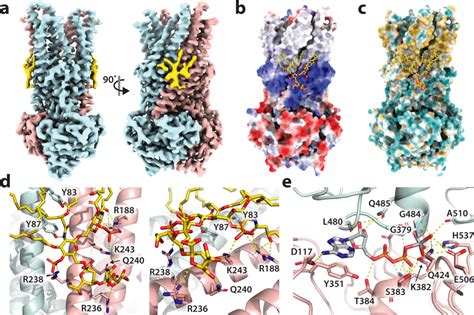Structure Of Vanadate Trapped Msba Reveals A Distinct Exterior Kdl