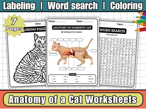 Cat Anatomy Worksheets Labeling Diagram Word Search Coloring