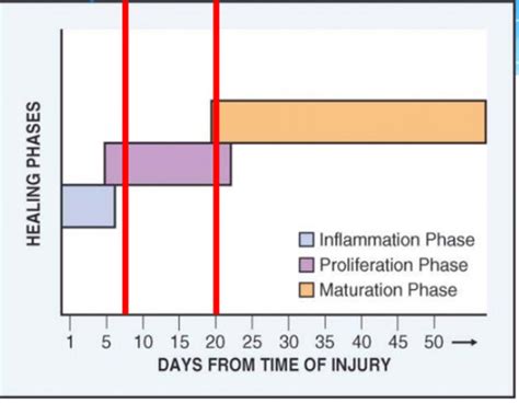 Pathophysiology Lectures 10 And 11 Flashcards Quizlet