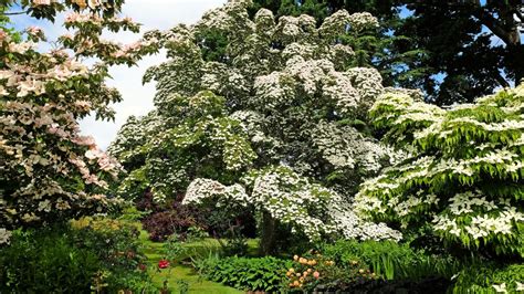 17 Low Maintenance Trees For Your Landscape