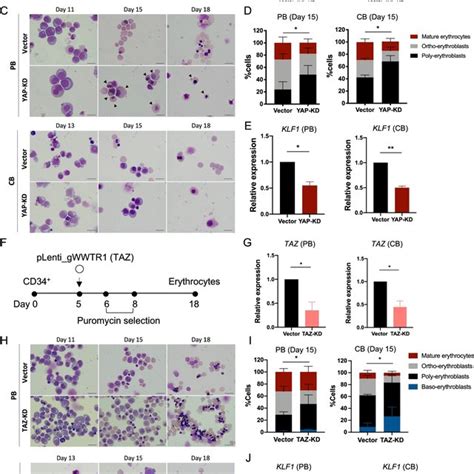 Dh Treatment Specifically Impaired Erythroid Maturation And Enucleation