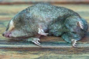 Mole Vs Shrew 11 Differences Wildlife Informer