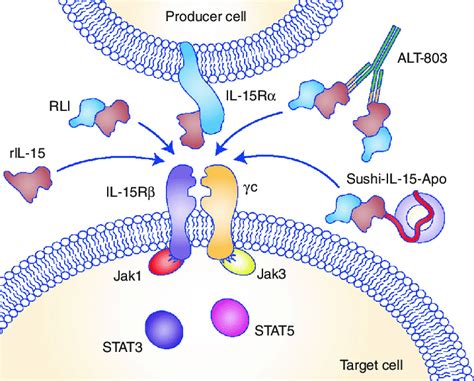 Engineered Interleukin 15 Il 15 Variants Il 15 Is Mainly Produced As