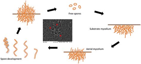 Frontiers Focused Review Cytotoxic And Antioxidant Potentials Of