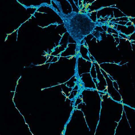 Neuroscience Microscopy Core