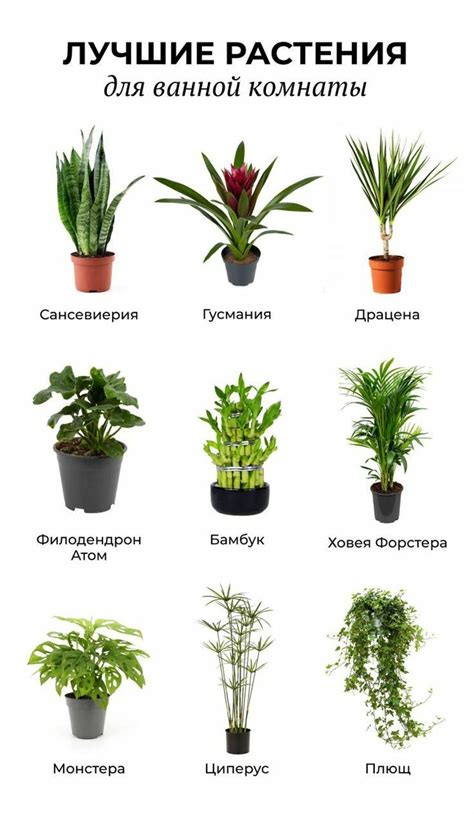 Пин от пользователя 🌼эстетика с Lily🌼 на доске Ваши пины Растения для