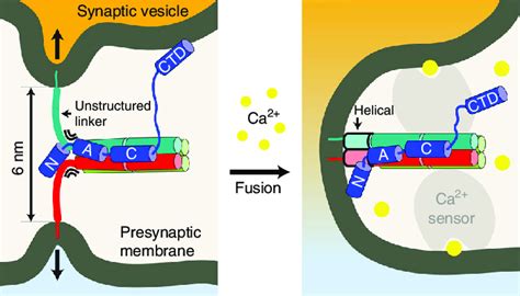 A Model For The Function Of Complexin In Synaptic Vesicle Fusion