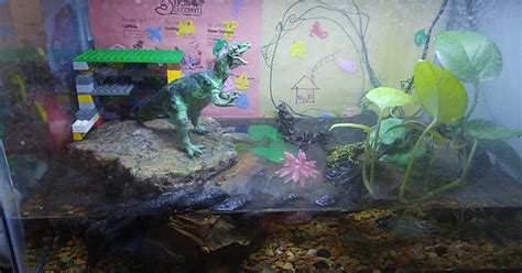 Firebelly Toads Album On Imgur