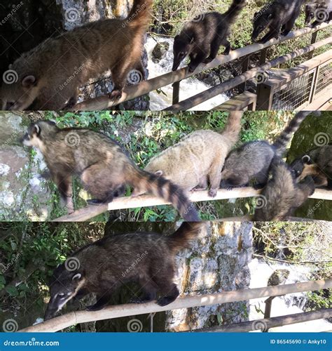 Coati Collage Foto De Archivo Imagen De Mapache Lindo 86545690