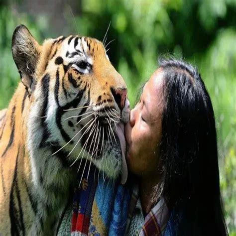 The Heartwarming Bond Between Mulan The Tiger And Her Caring Owner