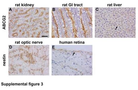 Figure S3 Expression Of Abcg2 And Nestin In Positive Control Tissues Download Scientific