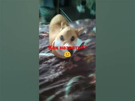 @БЛОПТОП,корги - YouTube