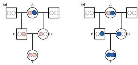 Lecture 11 Inbreeding Mutation Migration And Drift Flashcards Quizlet