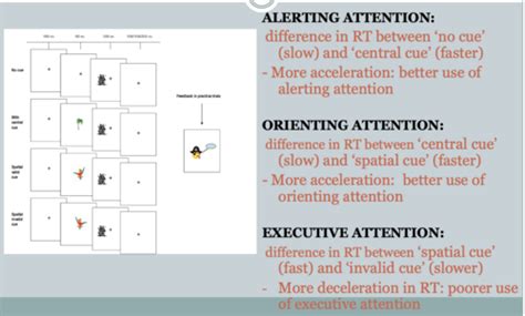 lecture 8 attention flashcards quizlet