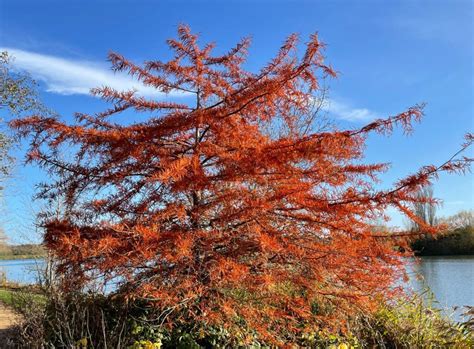 Gallery Tree Guide Uk