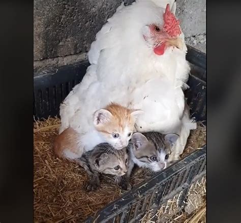 Mother Hen ‘incubates Three Tabby Kittens In A Barn Michael Broad