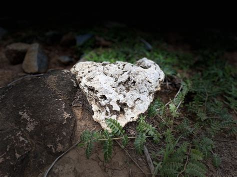 砾石 化石 白色的 Pixabay上的免费照片 Pixabay