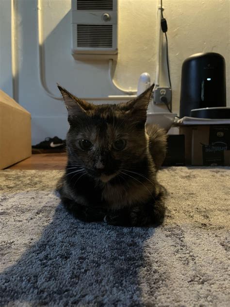 ‘did You Know Bugbug Edition R Torties