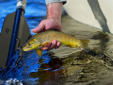 What Are Hoot Owl Restrictions ~ Living Water Guides