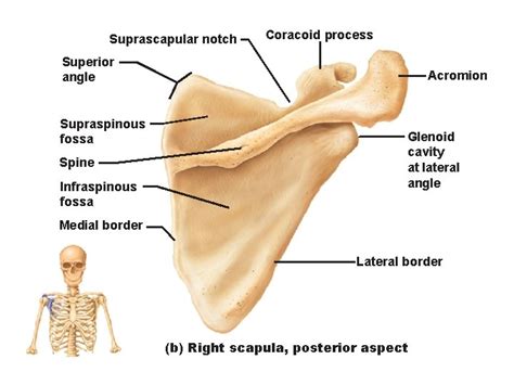 Bones Of The Appendicular Skeleton The Skeleton Appendicular