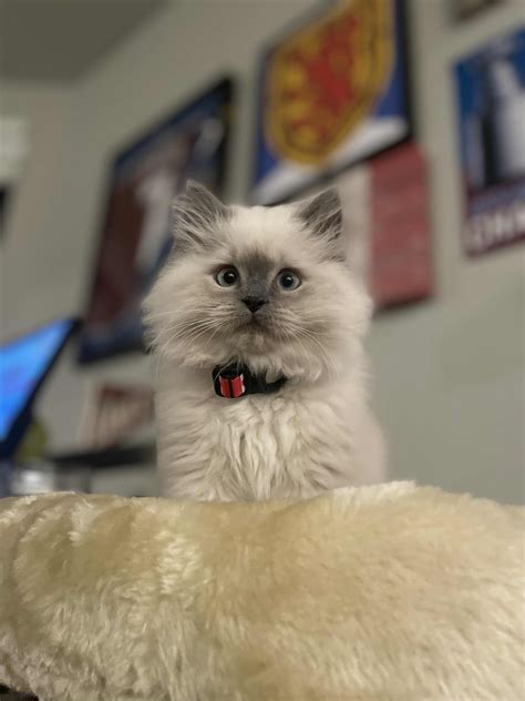 Annie Annieantics Twitter