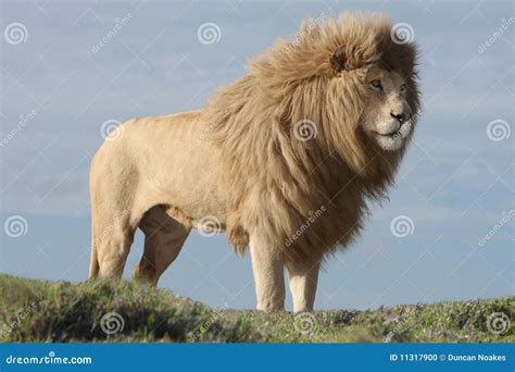 Male White Lion