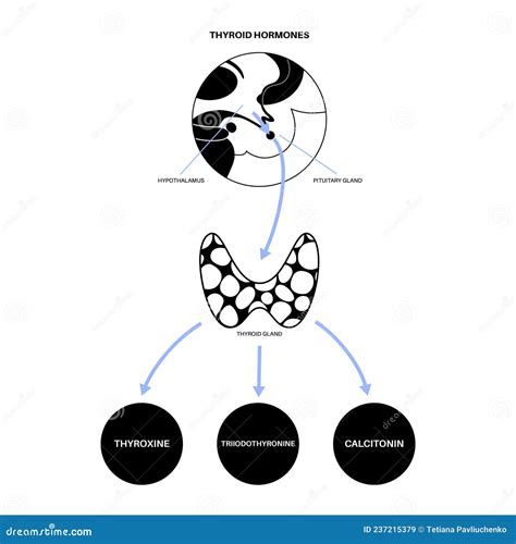 Thyroid Hormones Diagram Cartoon Vector 237215379