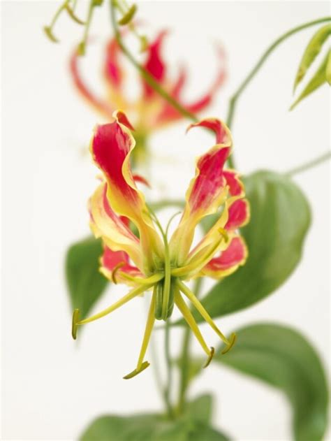 Grow These Flowering Bulbs From February To April Agriculture Review