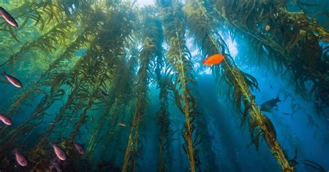 Ciencias 1º Eso Las Algas