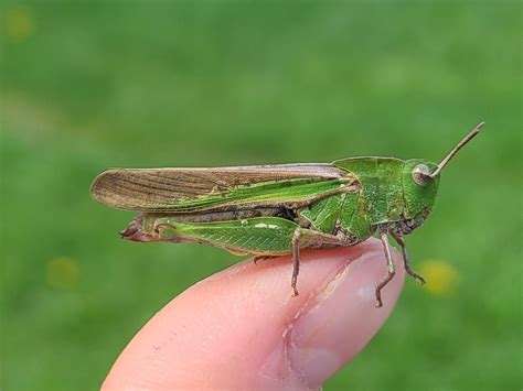Choose Your Green Striped Grasshopper Three Different Varieties Such As Erythristic Green