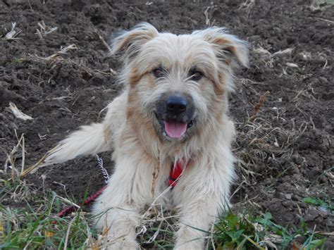 Farfadet Chien Croisé Labry