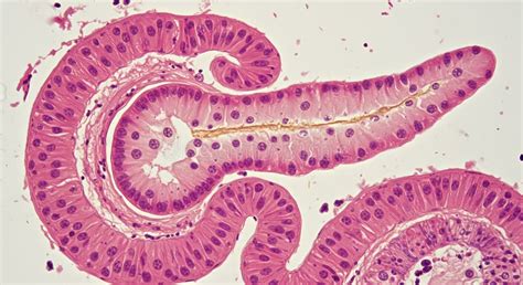 A Microscopic View Of A Stained Tissue Cross Section Stock Illustration
