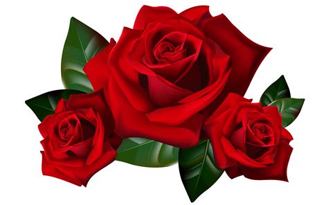 Rose Clipart No Background Free Download On Clipartmag