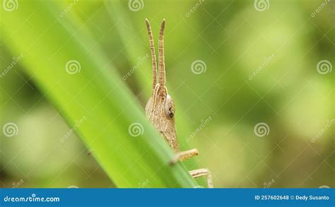 Epic Capture Of Cattail Toothpick Grasshopper Hidding In Green Grass