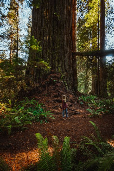 Jedediah Smith Redwoods State Park Your Top Stop For The Redwoods Artofit