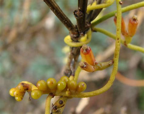 Cassytha Glabella F Dispar