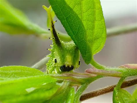 Japanese Emperor Caterpillar