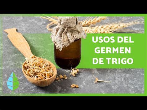 Qu Es El Germen De Trigo Y Para Qu Sirve Despensa De La Alimentación