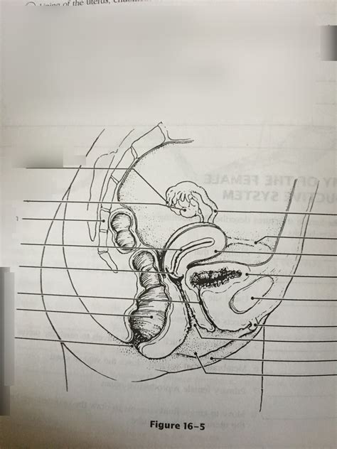 Female Reproductive Diagram Quizlet