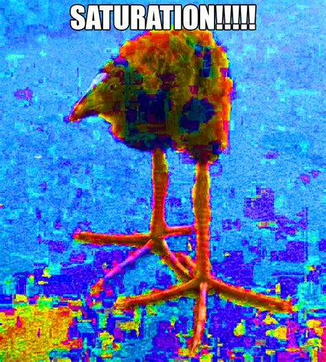 Pukeko Meme Saturation In 2025 Weird Birds Bird Meme Funny Birds