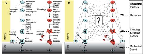 Schematic Representation Of Bone Cell Interactions In Bone
