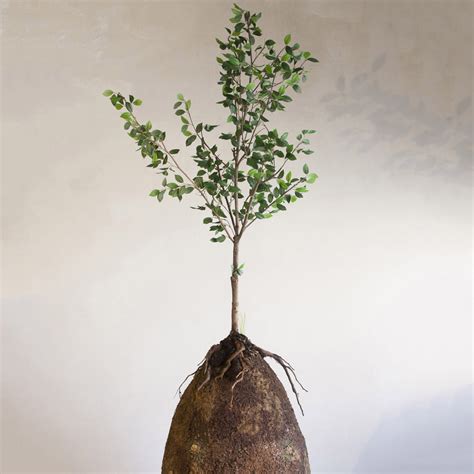 Philip Nitschkes 3d Printed Sarco Death Pod Lets Users Die