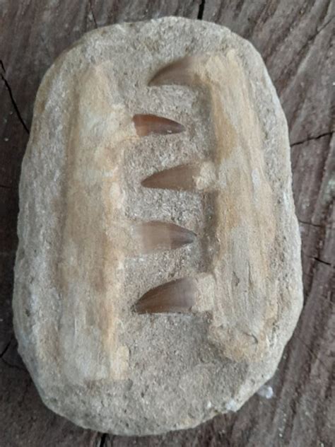 Mosasaurus Onderbovenkaak Mosasauridae 4×11×16 Cm Catawiki