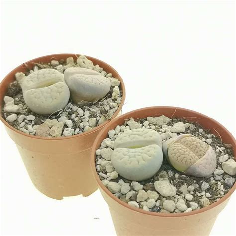Lithops Hookeri Var Susannae C 91 5 5 Cm Aizoaceae Giromagi Vendita Piante Grasse