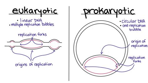 Difference Between Eukaryotic And Prokaryotic Dna Replication Biology