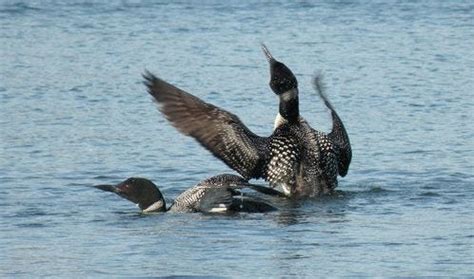 Common Loon Flying